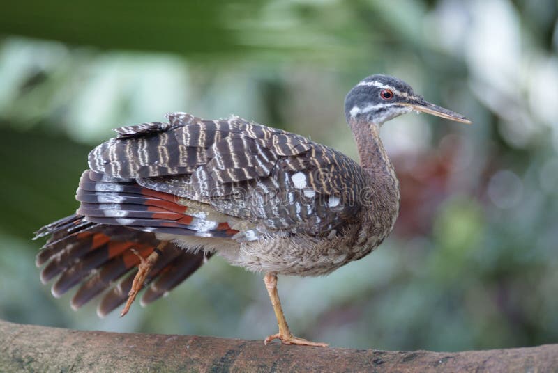 The Sunbittern stock photo. Image of birds, colour, cloud - 20446976