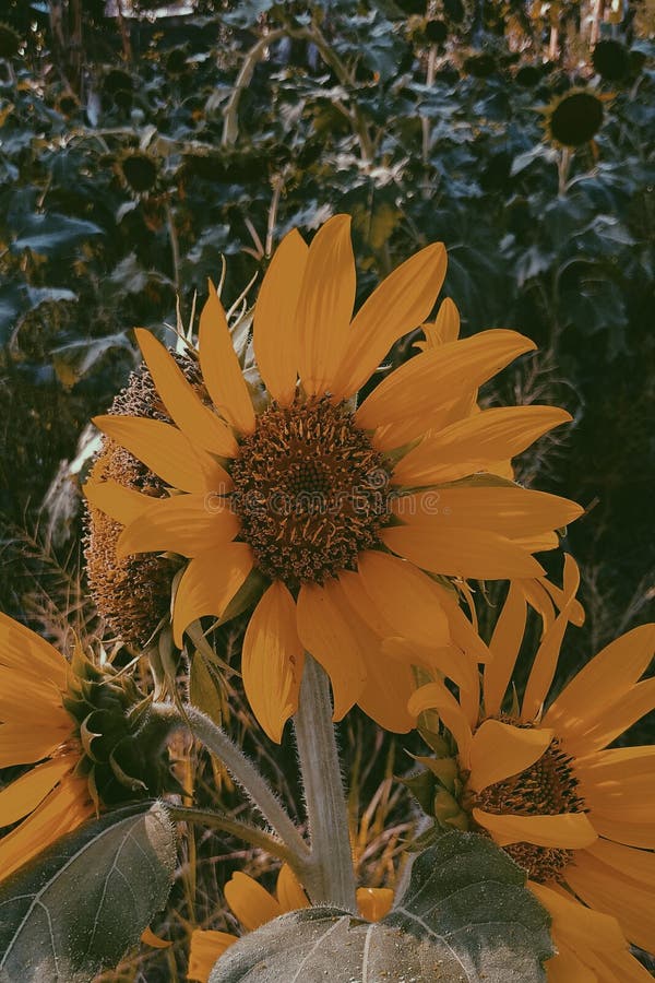 Portrait with sunflower stock image. Image of soft, hispanic - 61468687