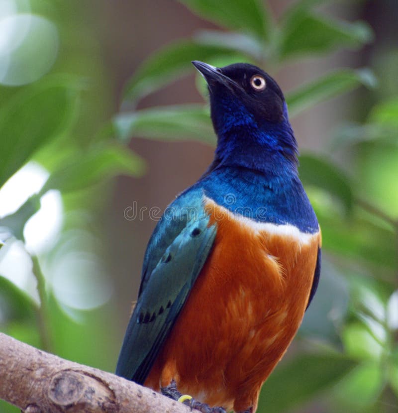 Superb Starling Sitting on the Tree. Stock Photo - Image of africa ...