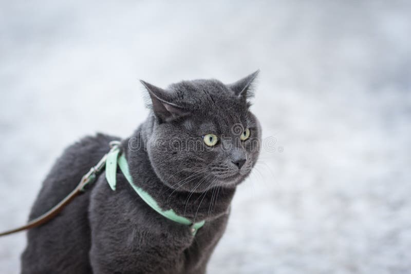 Portrait of Suprised Russian Blue Cat Outdoor Stock Image - Image of ...