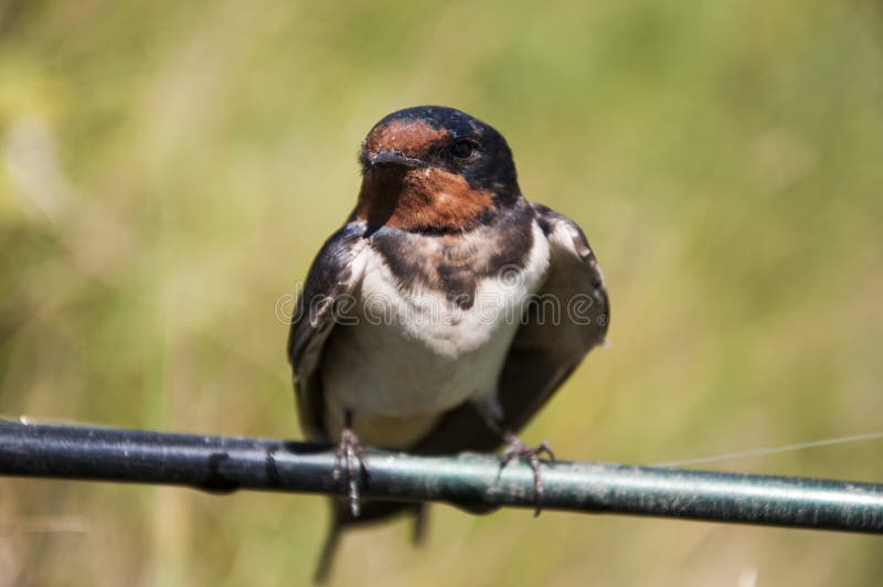 Portrait of a Swallow Sitting on a Reed Stock Photo - Image of swallow ...