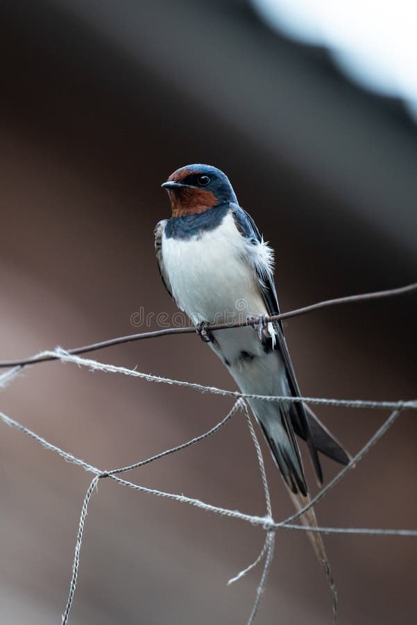 Portrait of a swallow stock photo. Image of black, environment - 369072304