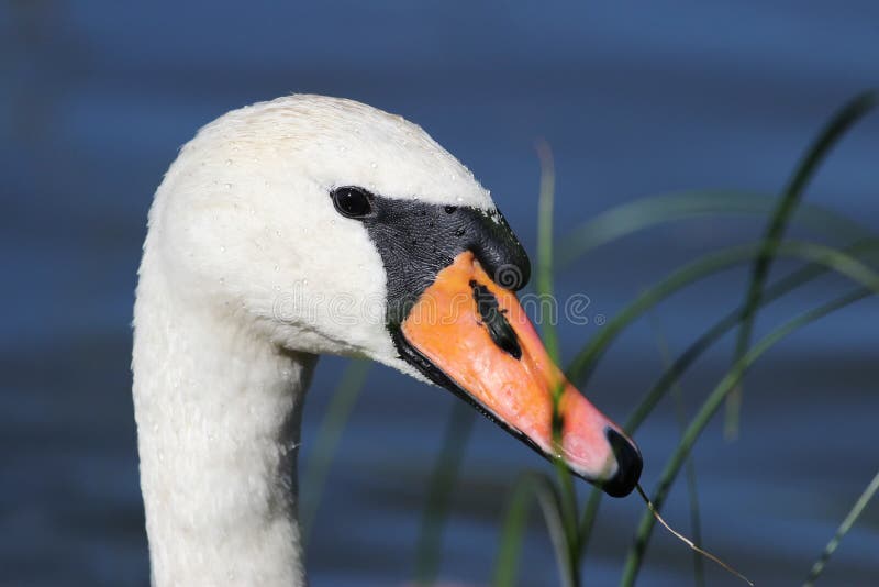 Portrait of a Swan from Profile Stock Image - Image of orange, grace ...