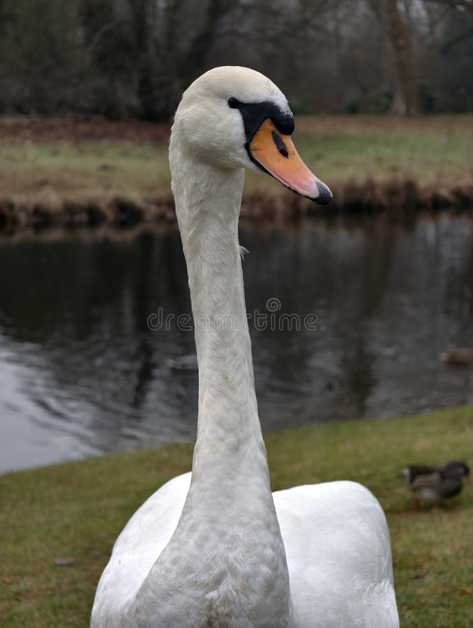Portrait of a Swan Walking on a Wet Grass in Park by a River Stock ...