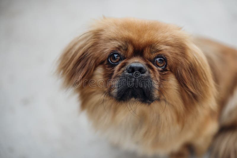 Portrait of a sweet dog stock photo. Image of sweet, closeup - 61637822