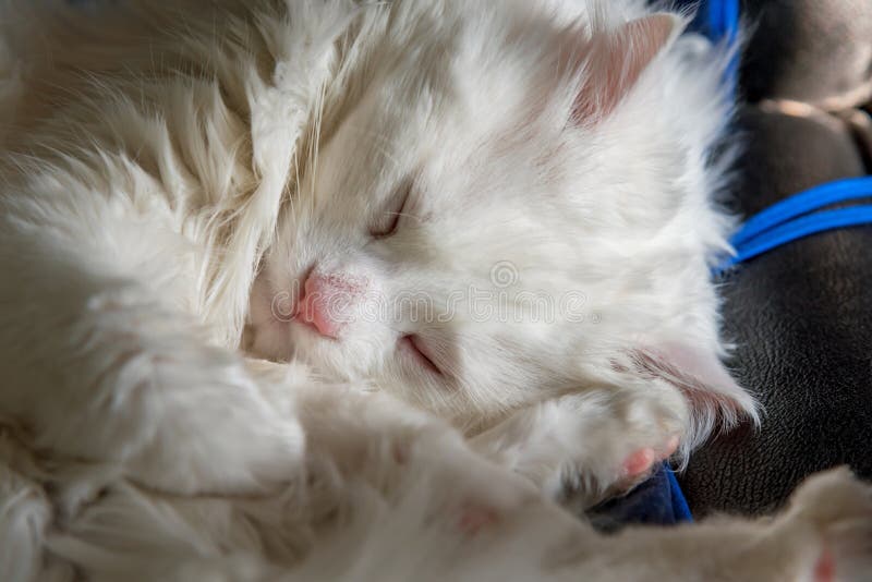 Portrait of Sweet Sleep White Cat Stock Photo - Image of kitty, feline ...