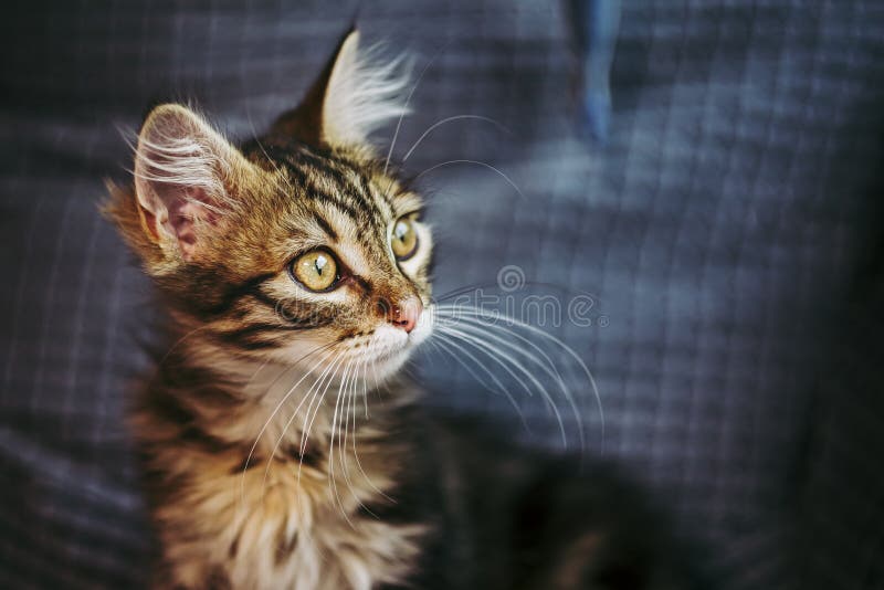 Portrait of a Tabby Angora Kitten at Home Stock Photo - Image of face ...