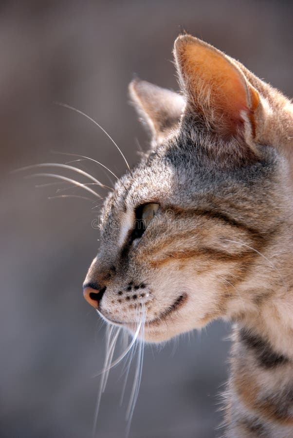 2,983 Side Profile Portrait Cat Stock Photos - Free & Royalty-Free ...