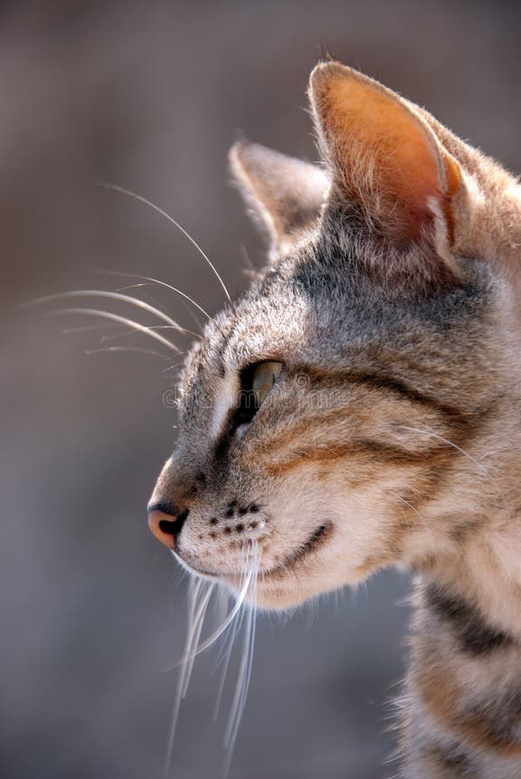 3,423 Side Profile Portrait Cat Stock Photos - Free & Royalty-Free ...