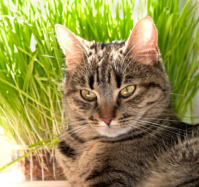 Big Tabby Cat Stock Images - Download 6,076 Royalty Free Photos