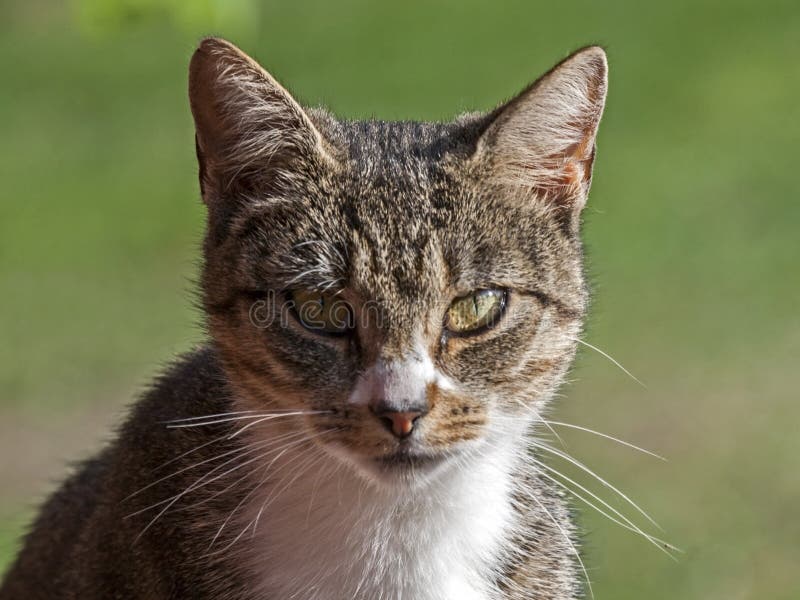 Portrait of the tabby cat stock photo. Image of predator - 112318970