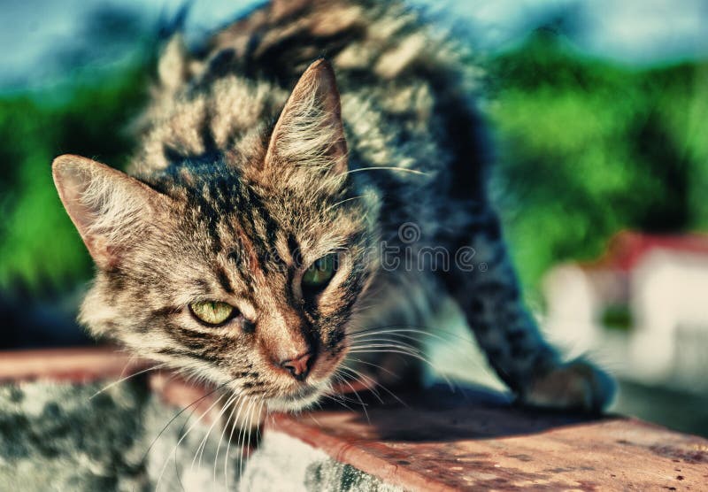Portrait Tabby Cat with Intense Stare Stock Photo - Image of furry ...
