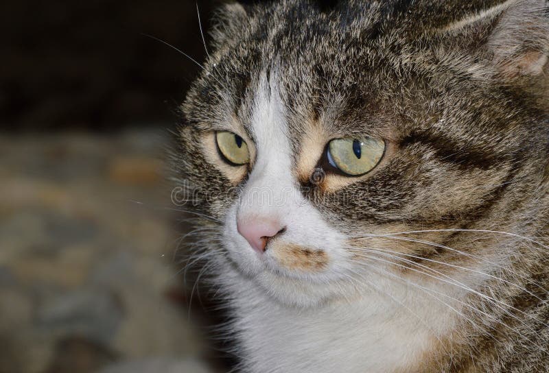 Portrait of Tabby Smooth Cat with Pink Nose. Copy Space Stock Photo ...