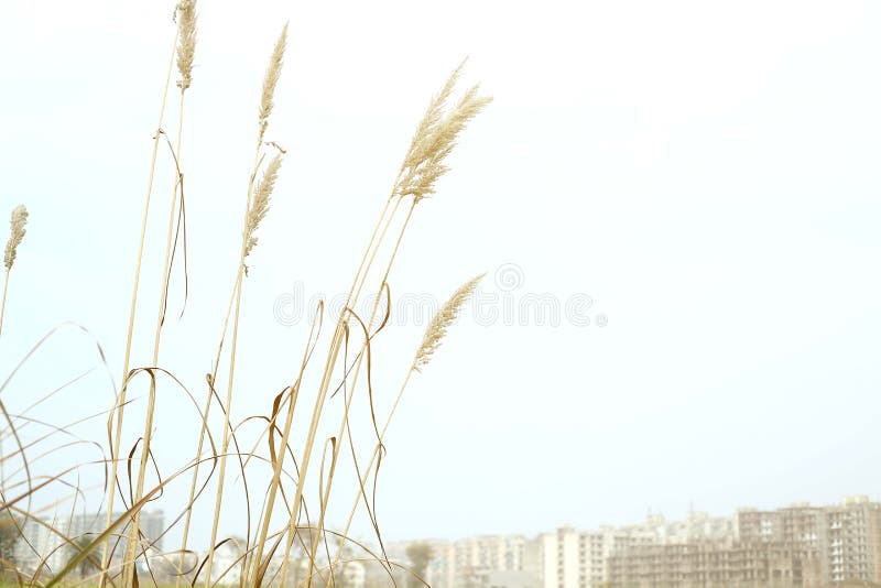 Portrait of tall dry grass stock image. Image of golden - 137905691