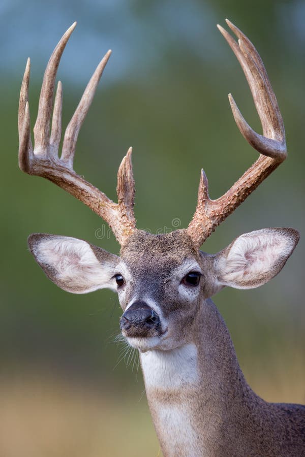 207 Whitetail Deer Buck Tall Rack Stock Photos - Free & Royalty-Free ...