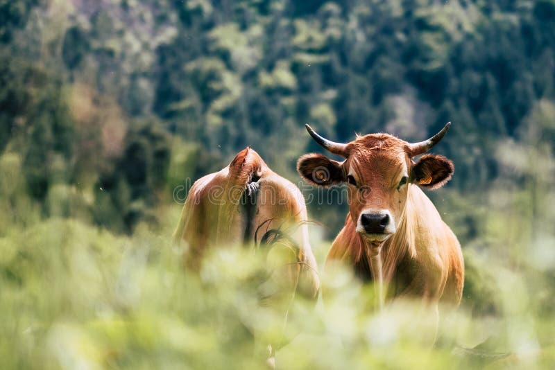 Portrait of Tarentaise Dairy Cow Stock Image - Image of pasture, green ...