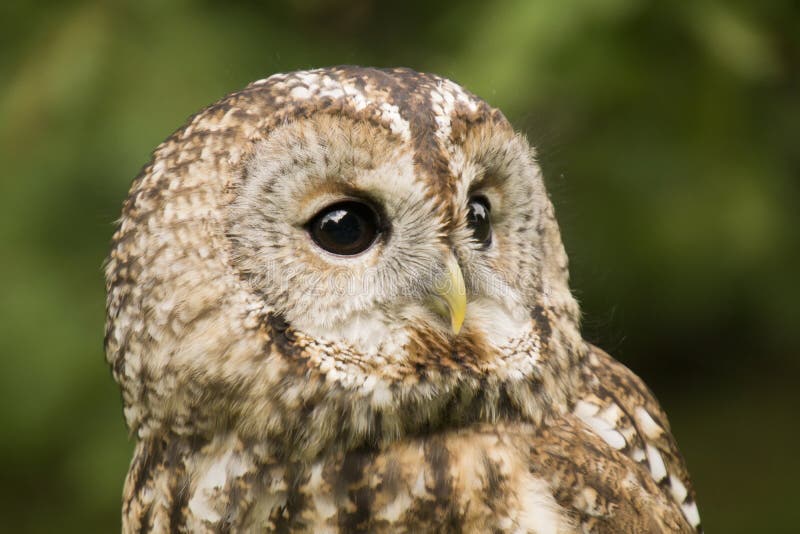 Portrait of a tawny owl stock image. Image of wildlife - 34531321