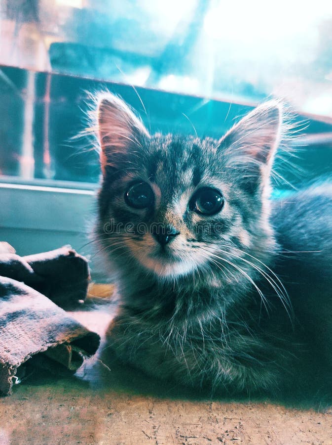 Portrait of a Teenage Cat Looking at the Camera Stock Image - Image of ...