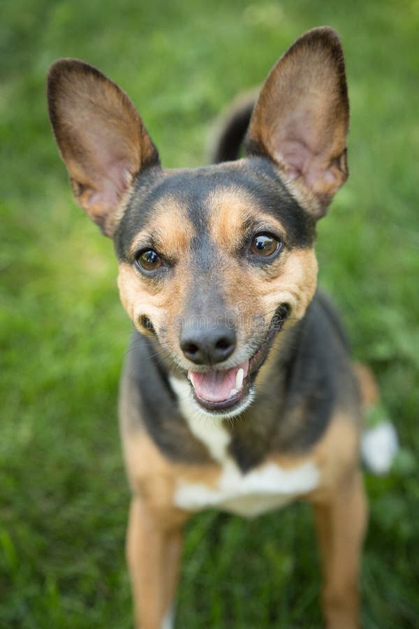 Portrait of a Terrier stock photo. Image of park, meadow - 96216840