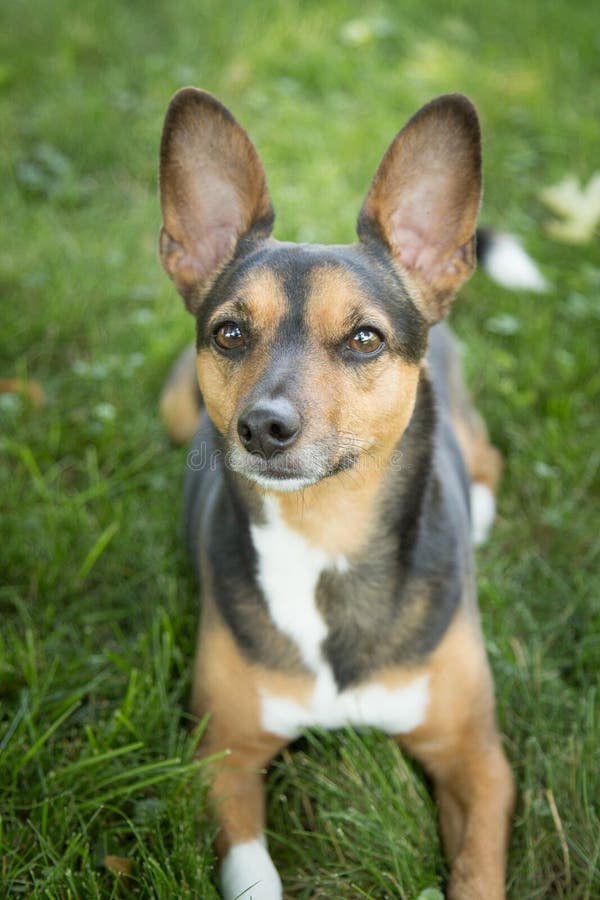 Portrait of a Terrier stock photo. Image of outdoor, brown - 96216920