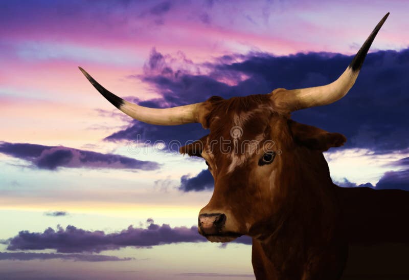 A Portrait of a Texas Longhorn at Sunset Stock Image - Image of dawn ...