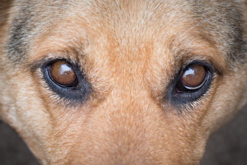 Portrait of Thoroughbred Dog, Attentive Focused Look_ Stock Photo ...