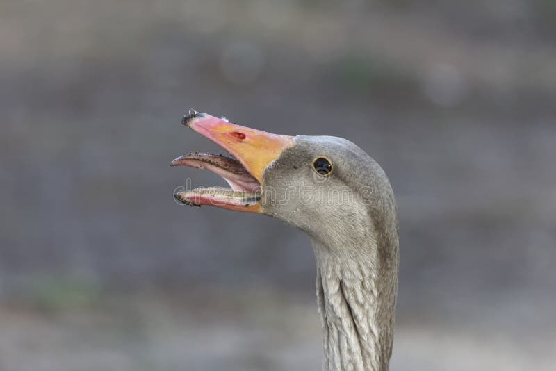 Portrait of a Threatening Greylag Goose Stock Photo - Image of bill ...