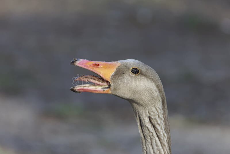 Portrait of a Threatening Greylag Goose Stock Photo - Image of bill ...