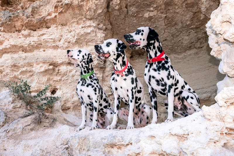 Portrait of Three Beautiful Young Dalmatian Dogs Sitting in a Cave ...