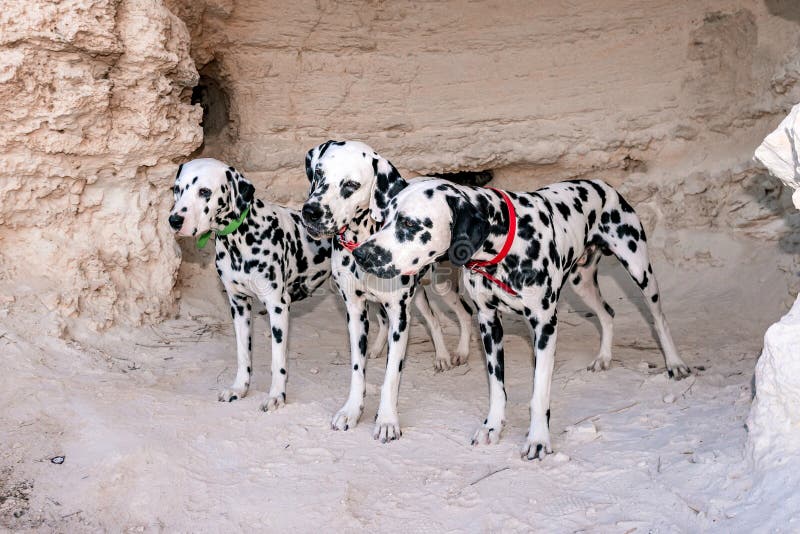 Portrait of Three Beautiful Young Dalmatian Dogs Standing in a Cave ...