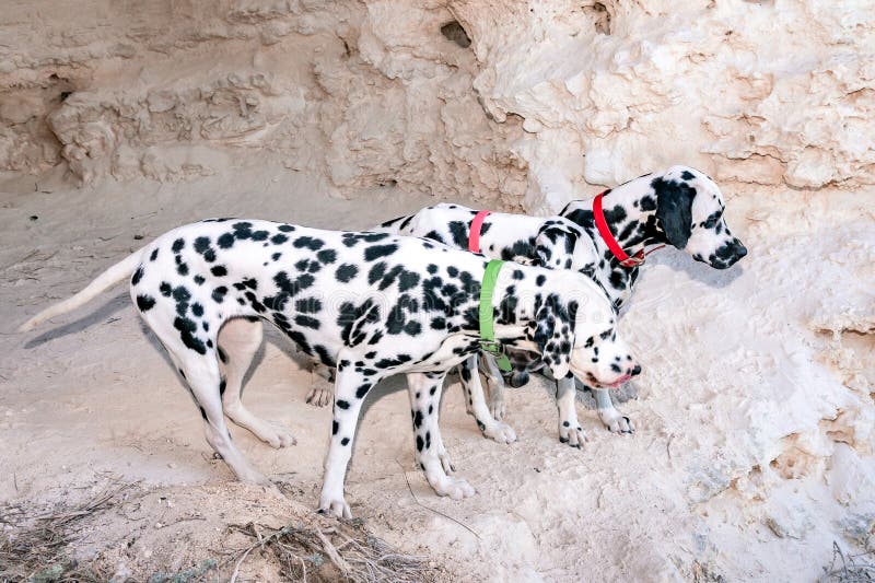 Portrait of Three Beautiful Young Dalmatian Dogs Standing in a Cave ...