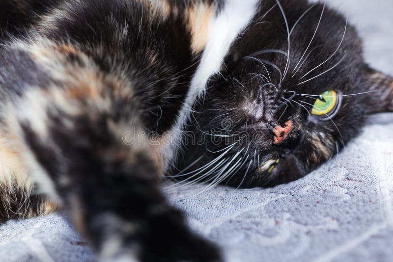 Portrait of a Three Color Cat in Full Face Stock Image - Image of funny ...