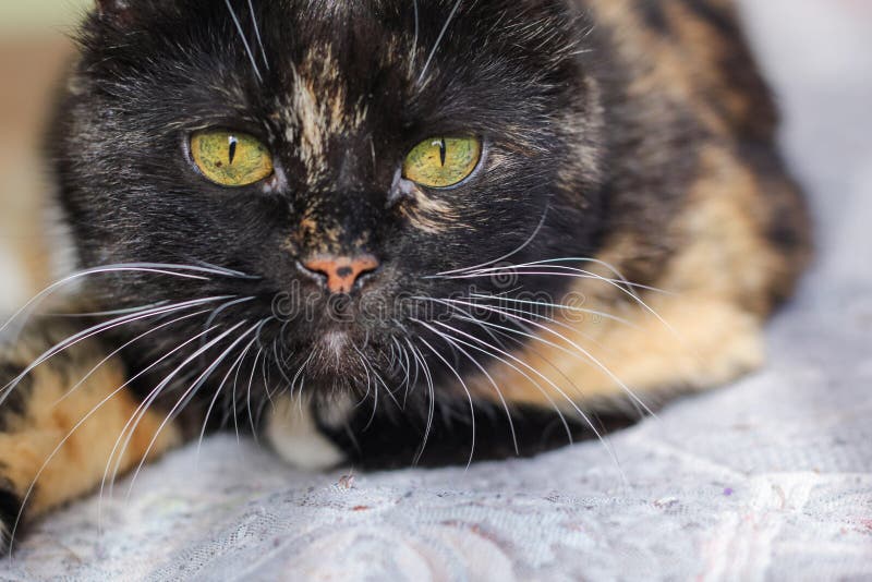Portrait of a Three Color Cat in Full Face Stock Photo - Image of home ...