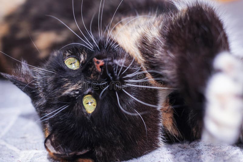 Portrait of a Three Color Cat in Full Face Stock Photo - Image of adult ...