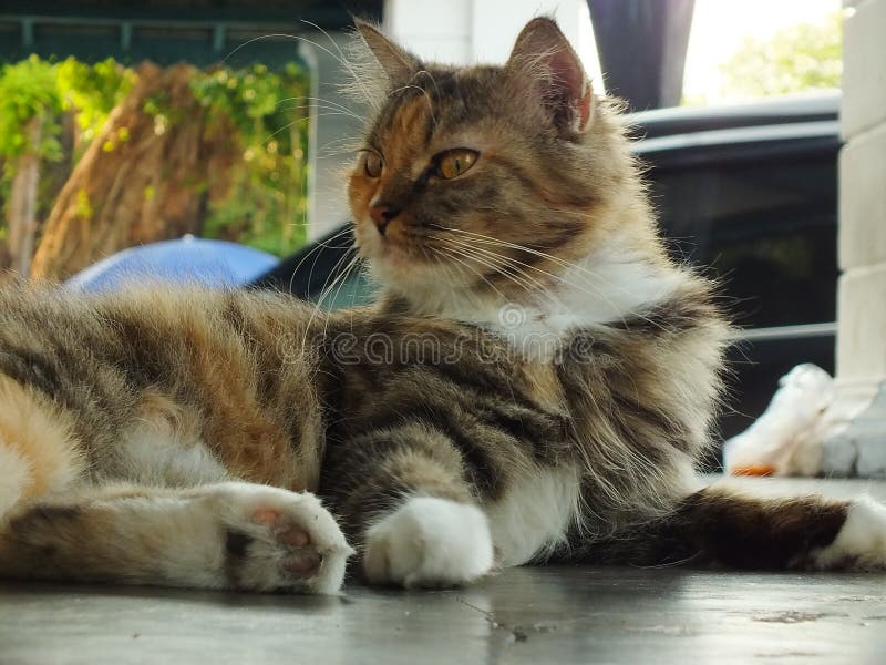 Cute Adorable Cat with Nice Pose in Front of Camera Stock Image - Image ...