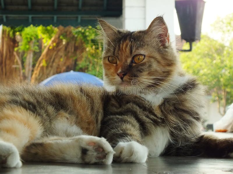 Cute Adorable Cat with Nice Pose in Front of Camera Stock Image - Image ...