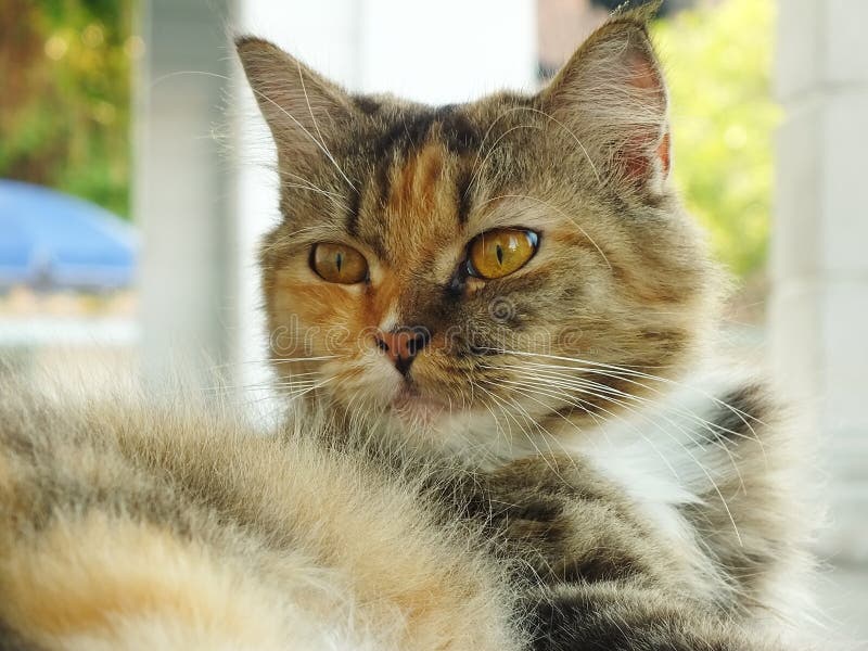 Cute Adorable Cat with Nice Pose in Front of Camera Stock Photo - Image ...