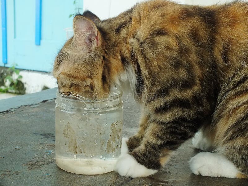 Cute Adorable Cat with Nice Pose in Front of Camera Stock Image - Image ...