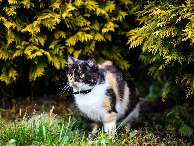 Portrait of a Three-colored Fluffy Cat Female. Cute Cat Stock Photo ...