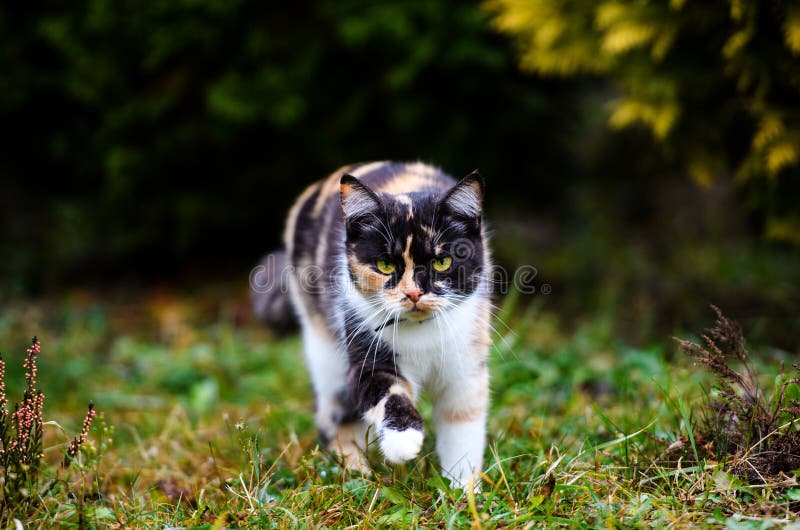 Portrait of a Three-colored Fluffy Cat Female. Cute Cat Stock Image ...