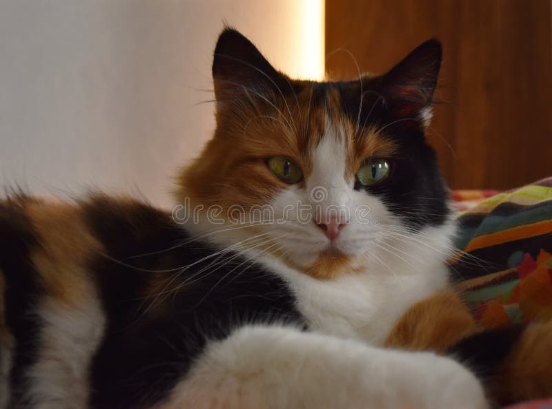 Portrait of Three Colors Cat Stock Image - Image of majestic, colors ...