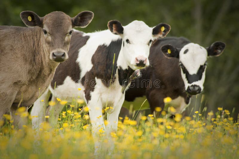 Portrait of three cows stock image. Image of portrait - 18632253