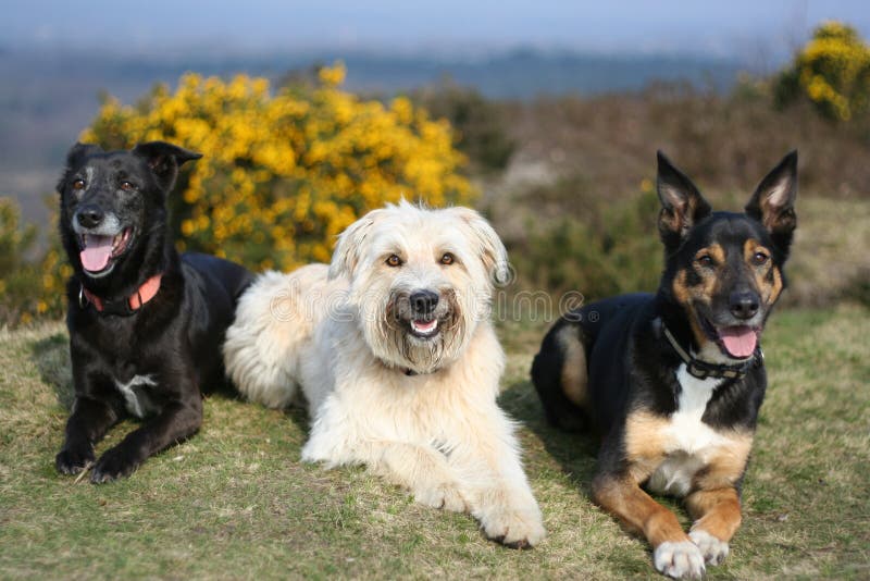 Portrait of Three Dogs on Grass Stock Photo - Image of tongue, dogs ...
