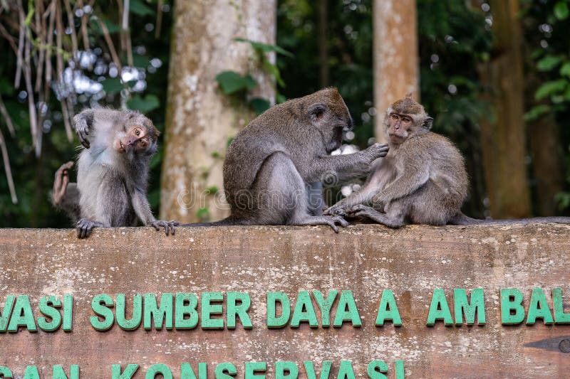 Sangeh Monkey Forest in Bali Near Ubud Village. Indonesia Stock Photo ...