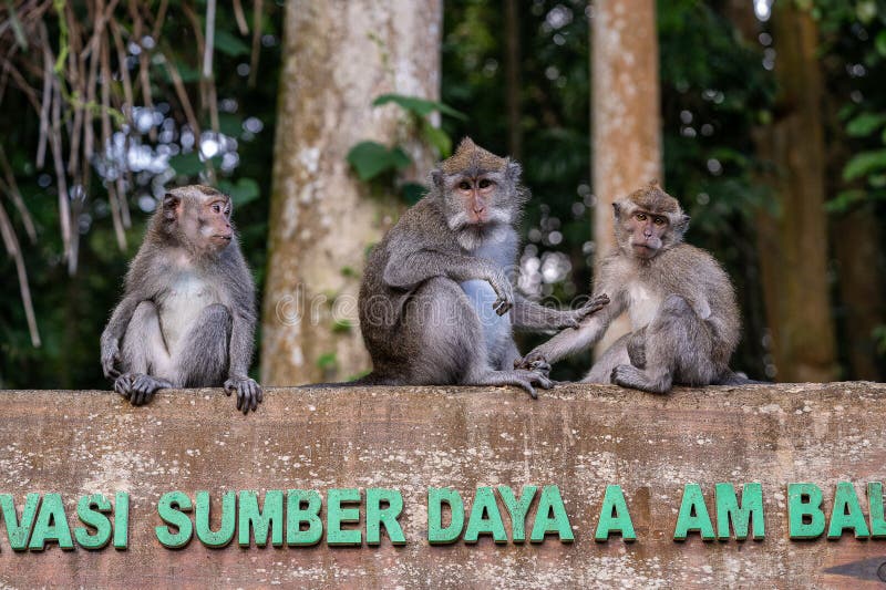Sangeh Monkey Forest in Bali Near Ubud Village. Indonesia Stock Photo ...