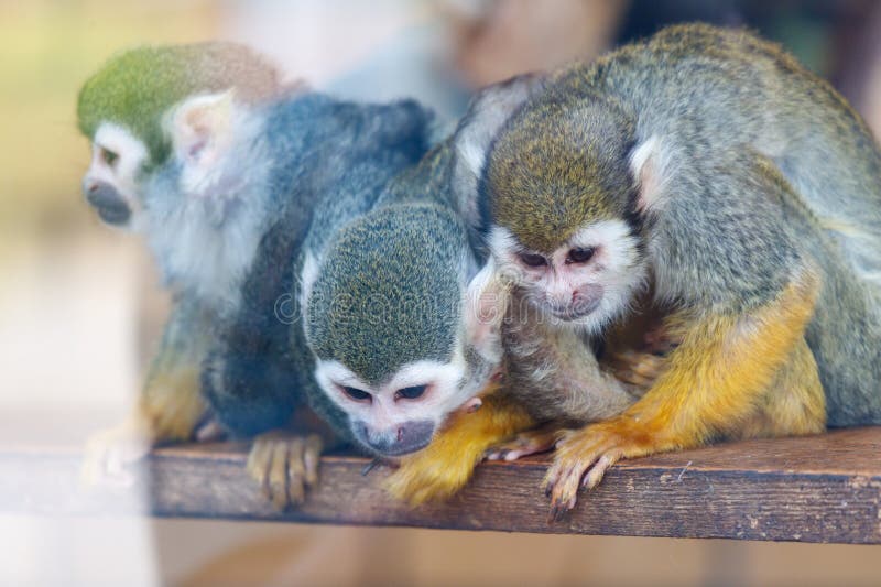 Portrait of Three Monkeys in the Zoo Stock Image - Image of tree, wild ...