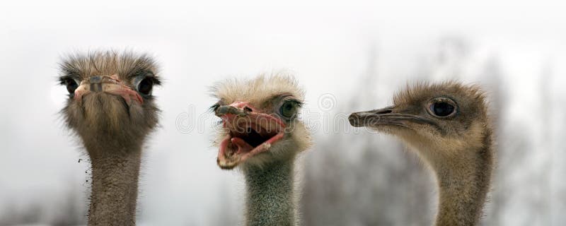 Portrait of Three Ostriches Stock Image - Image of funny, nature: 7570959