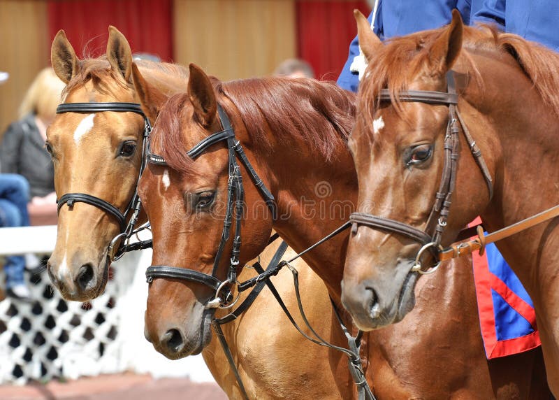 Portrait of Three Red Horses of the Don Breed Stock Photo - Image of ...