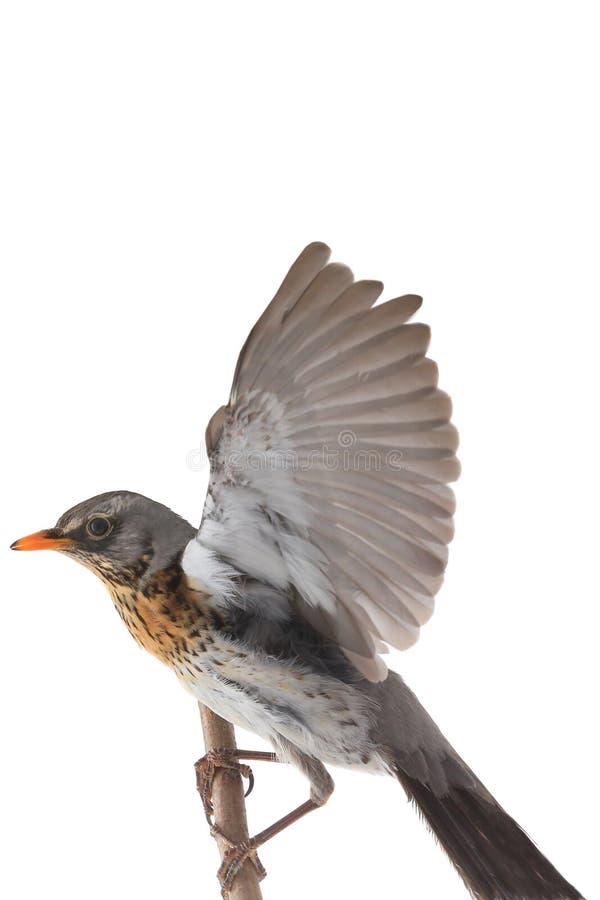 Portrait thrush stock photo. Image of pole, branch, pilaris - 66567862