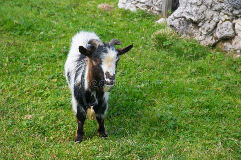 Portrait of Tibetan Goat in the Alpine Farm Stock Photo - Image of ...